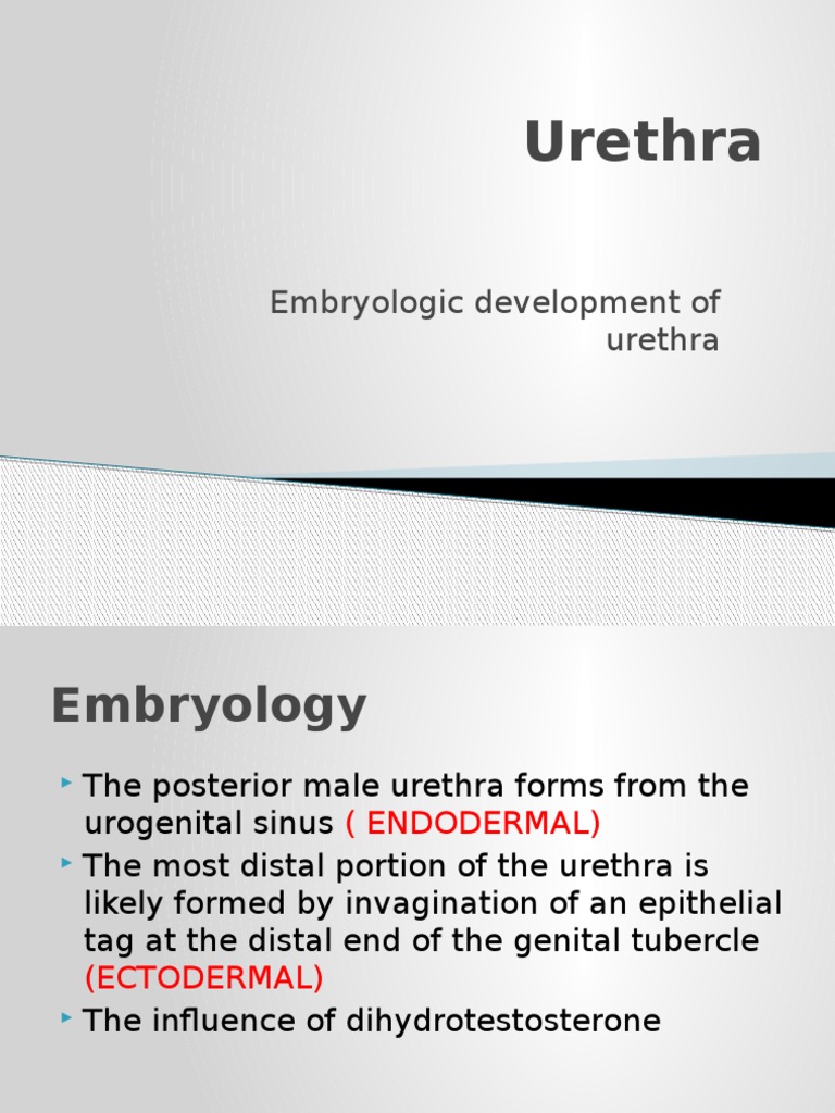 Anatomy and Development of Urethra | PDF | Pelvis | Reproductive System
