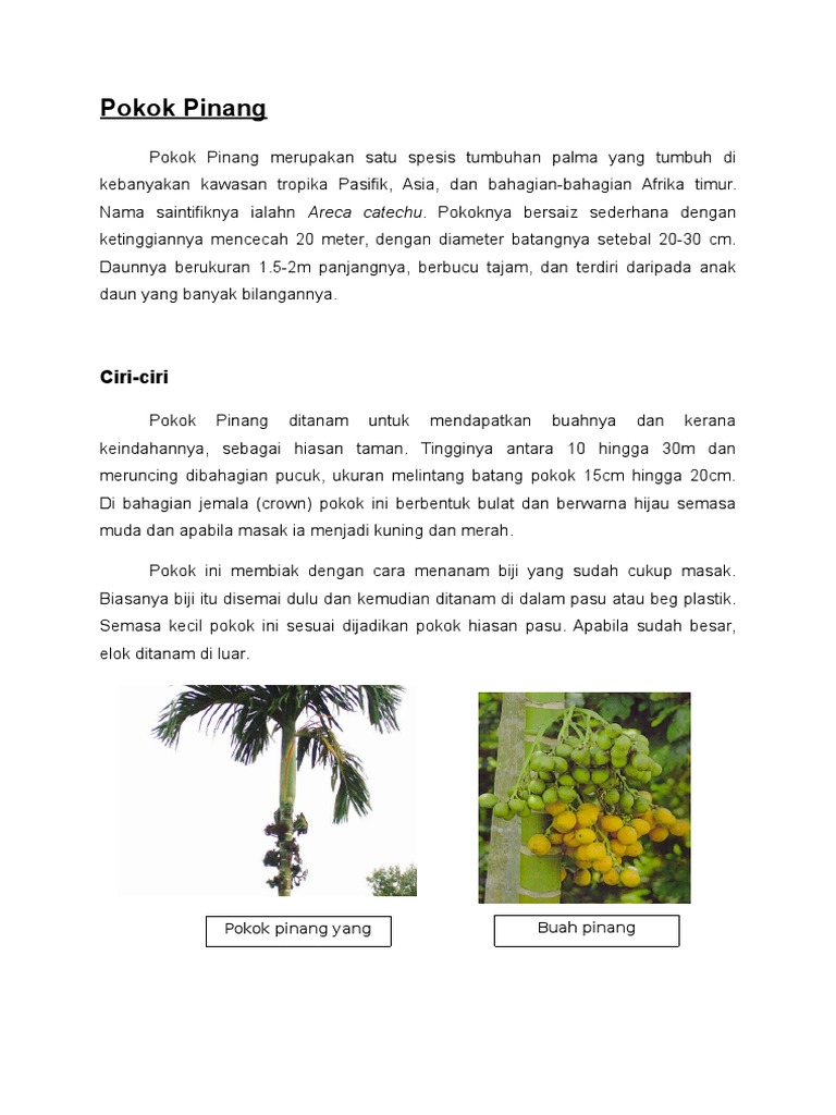 Pokok Pinang | PDF