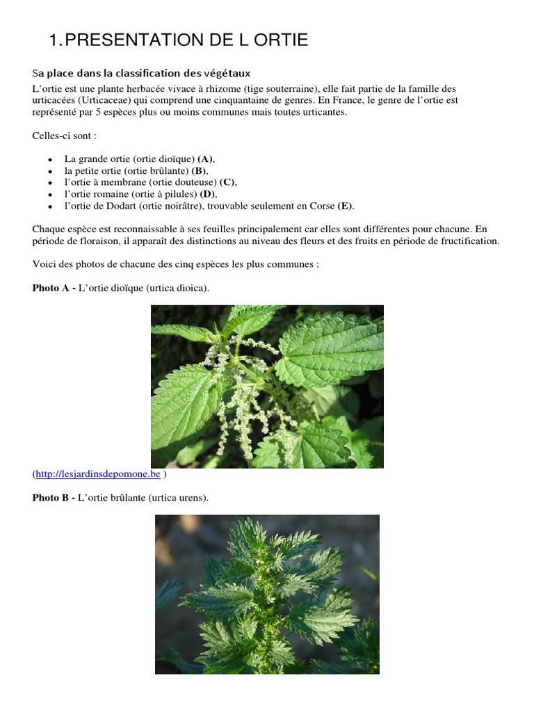 Classification et bienfaits de l'ortie | PDF | Fertilisant | Produits ...