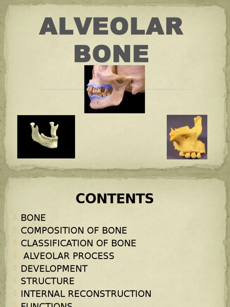 Alveolar Bone | PDF | Bone | Human Tooth