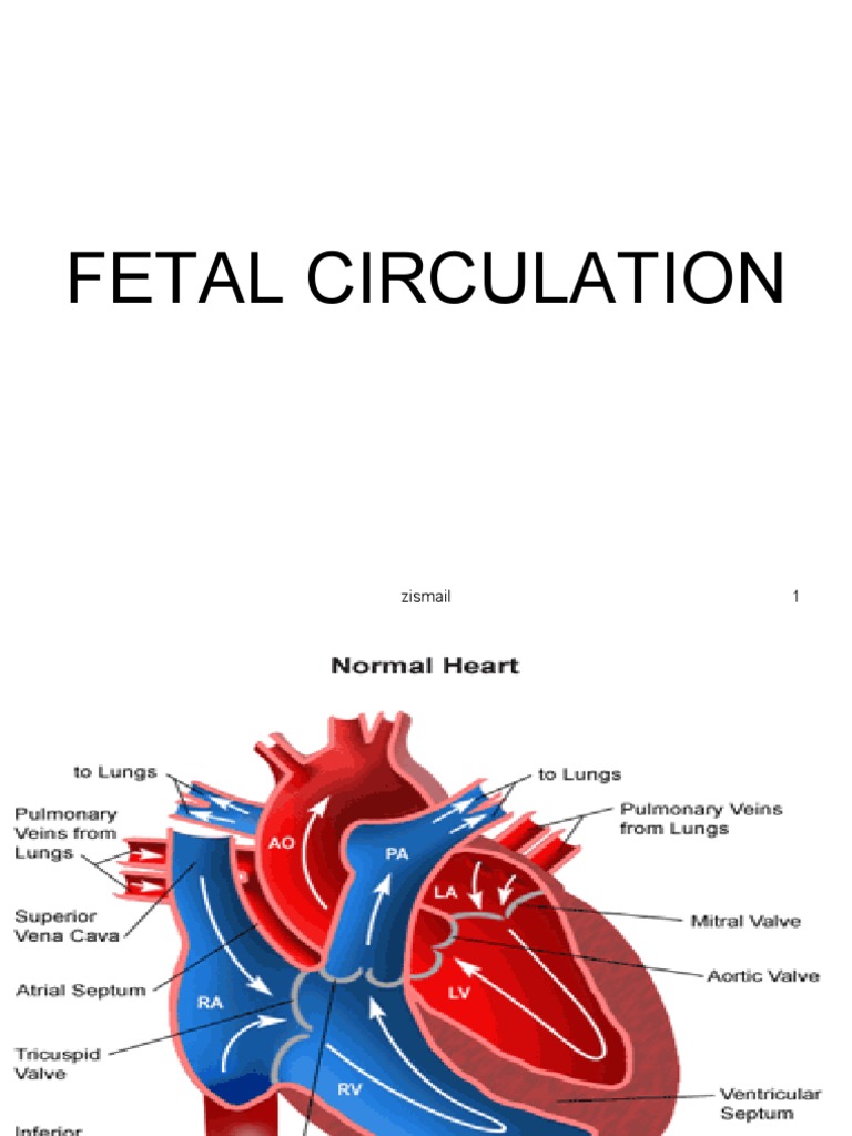 Fetal Circulation | PDF | Atrium (Heart) | Circulatory System