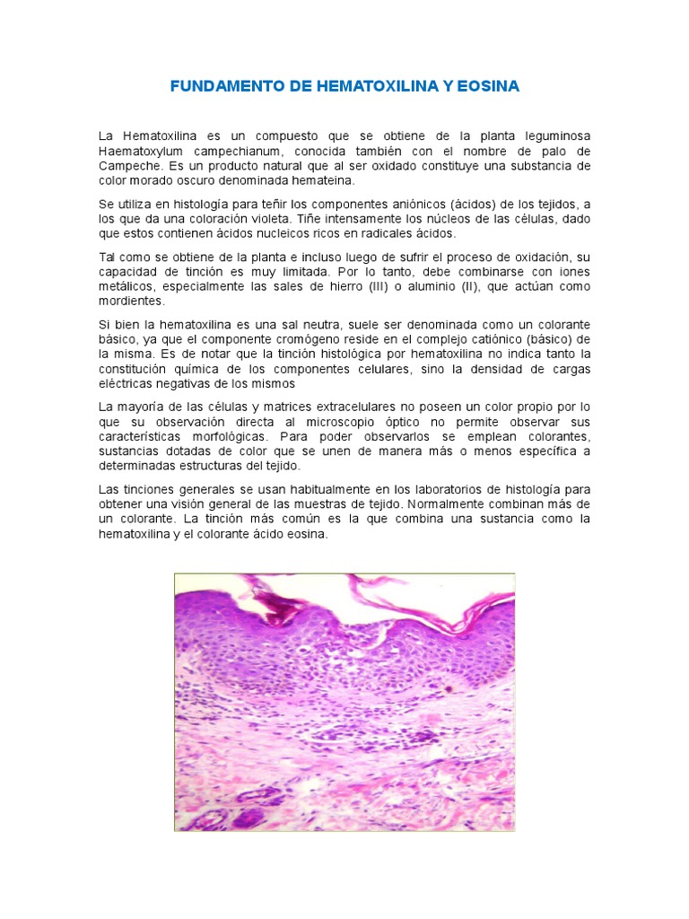 Fundamento de Hematoxilina y Eosina | Tinción | Química