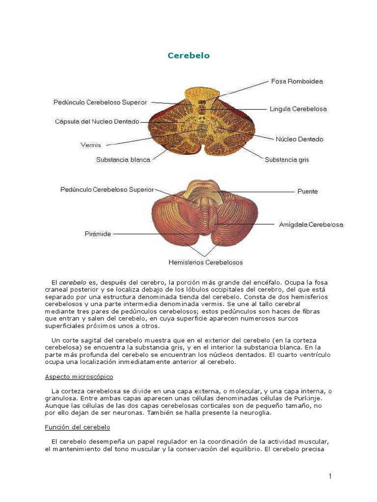 Cerebelo | PDF | Cerebelo | Médula espinal