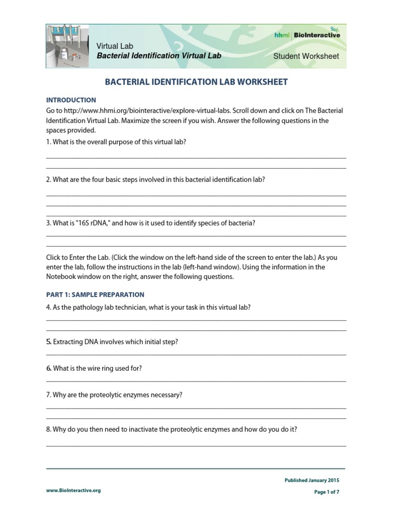 Bacterial Identification Virtual Lab Worksheet | PDF | Blast ...