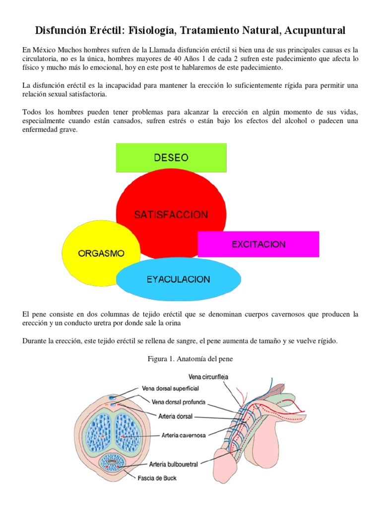 Disfunción Eréctil, tratamiento natural | Disfunción eréctil | Medicina ...