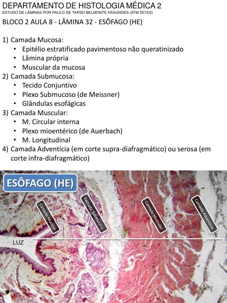 Atlas Histologia 2 PDF | PDF | Esôfago | Epitélio