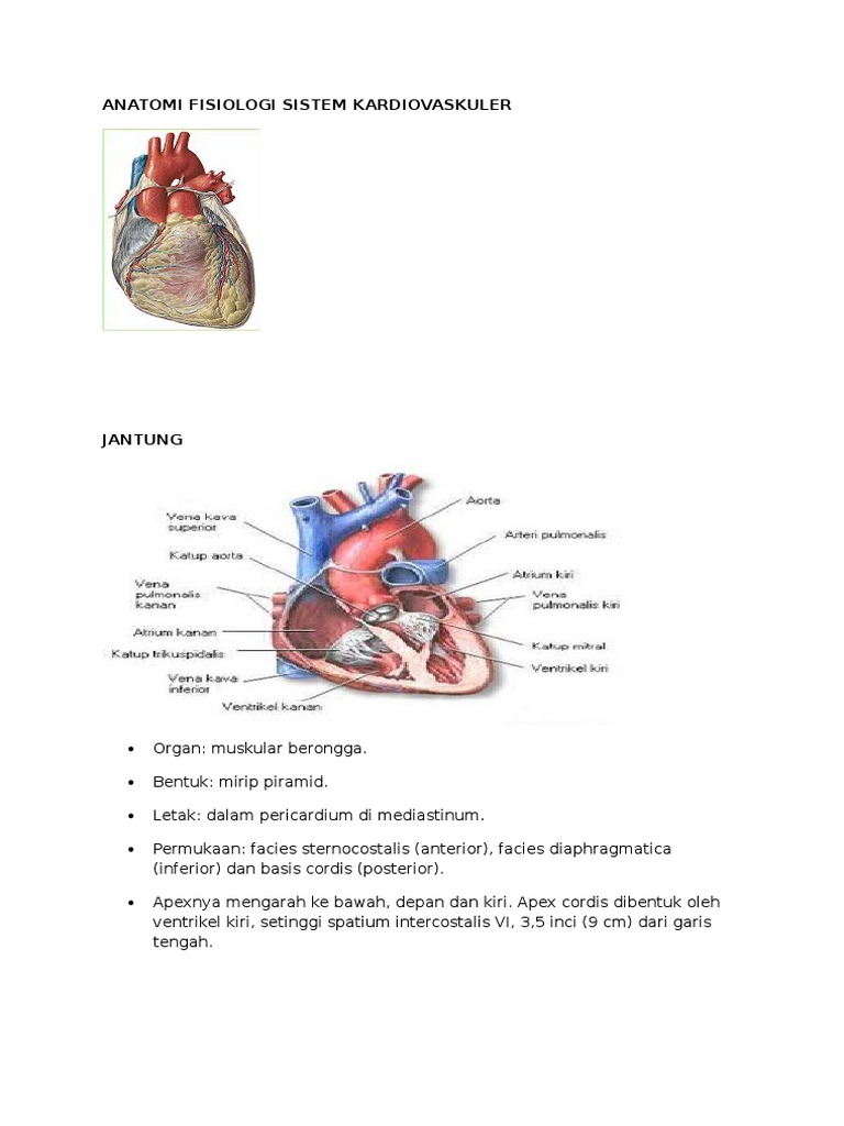 Anatomi Fisiologi Sistem Kardiovaskuler | PDF
