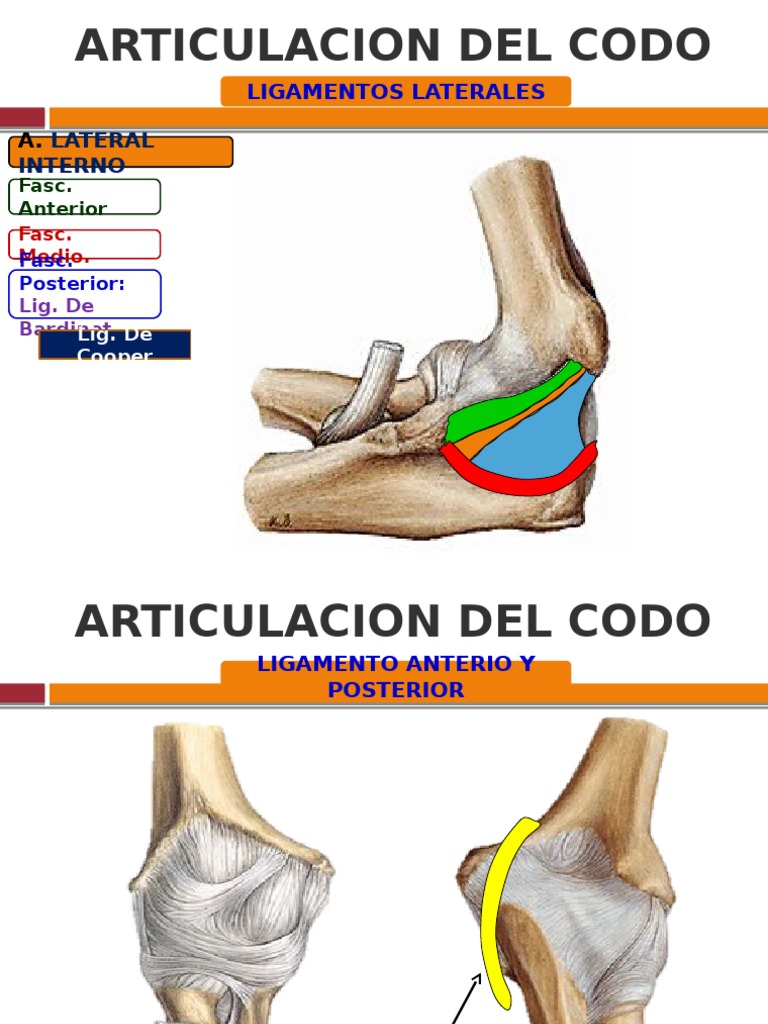 Artrologia de Codo | PDF