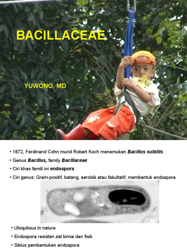 Prof. Dr. Dr. Yuwono, M. Biomed - Bacil Gram Positif (Bacillaceae ...