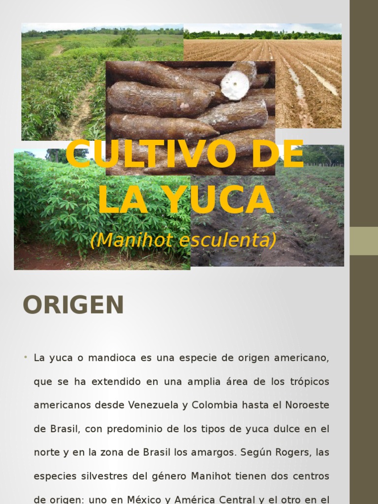 Cultivo de Yuca: Guía Completa | PDF | Raíz | Hoja