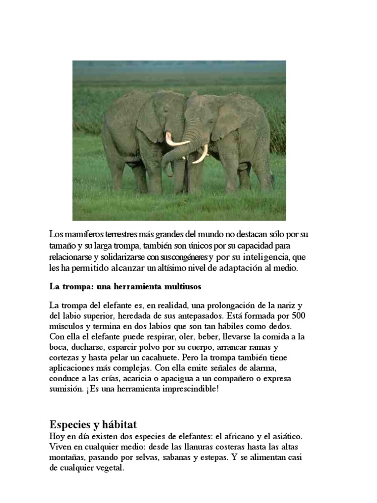 "Los elefantes: sensibles, sociales y sabios"