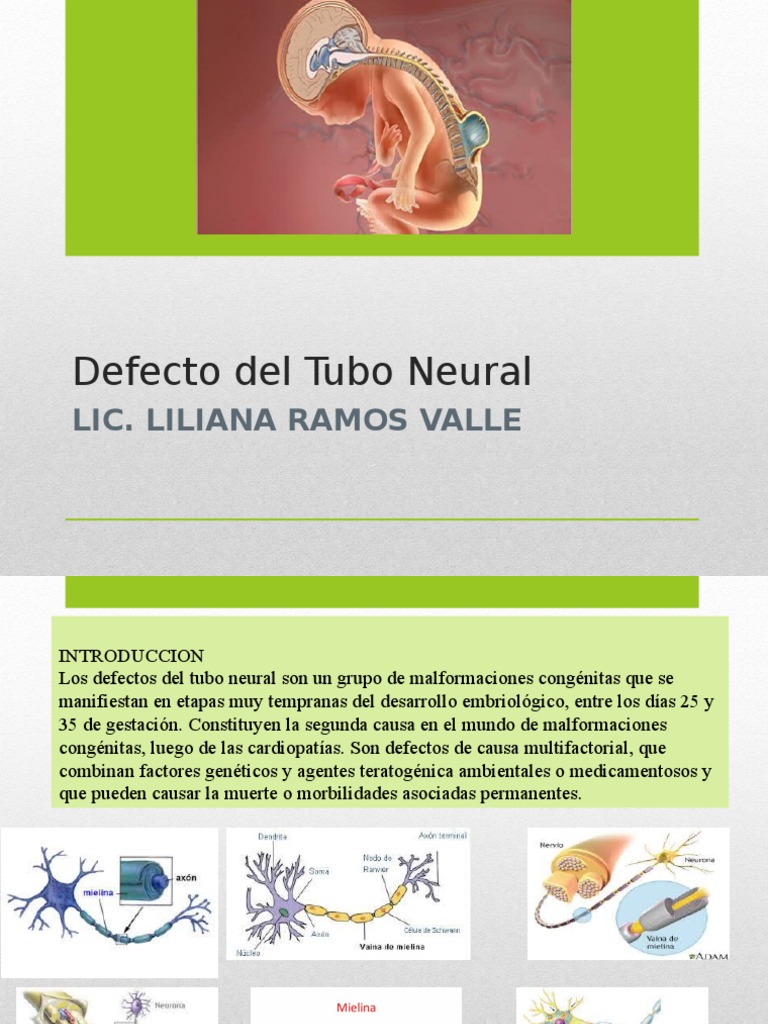 Defecto Del Tubo Neural | PDF | Sistema nervioso | Anatomía