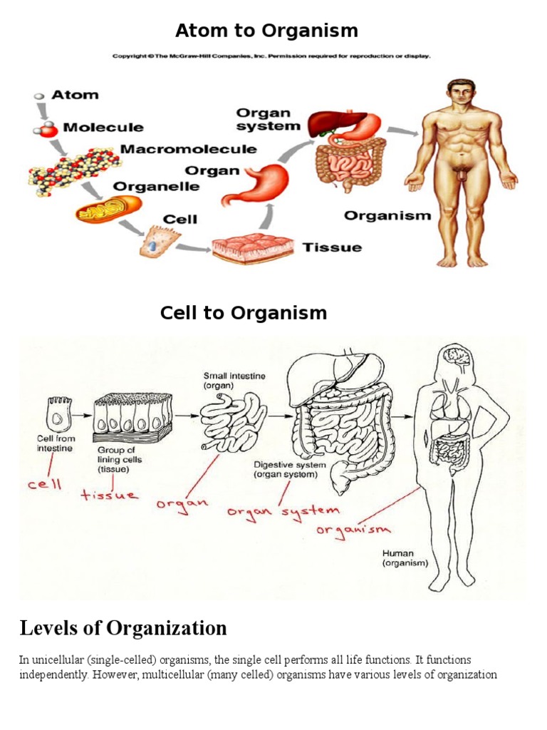 Atom To Organism | PDF