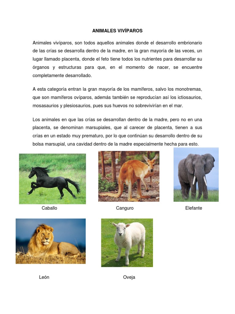 Animales Vivíparos | Huevo | Mamíferos