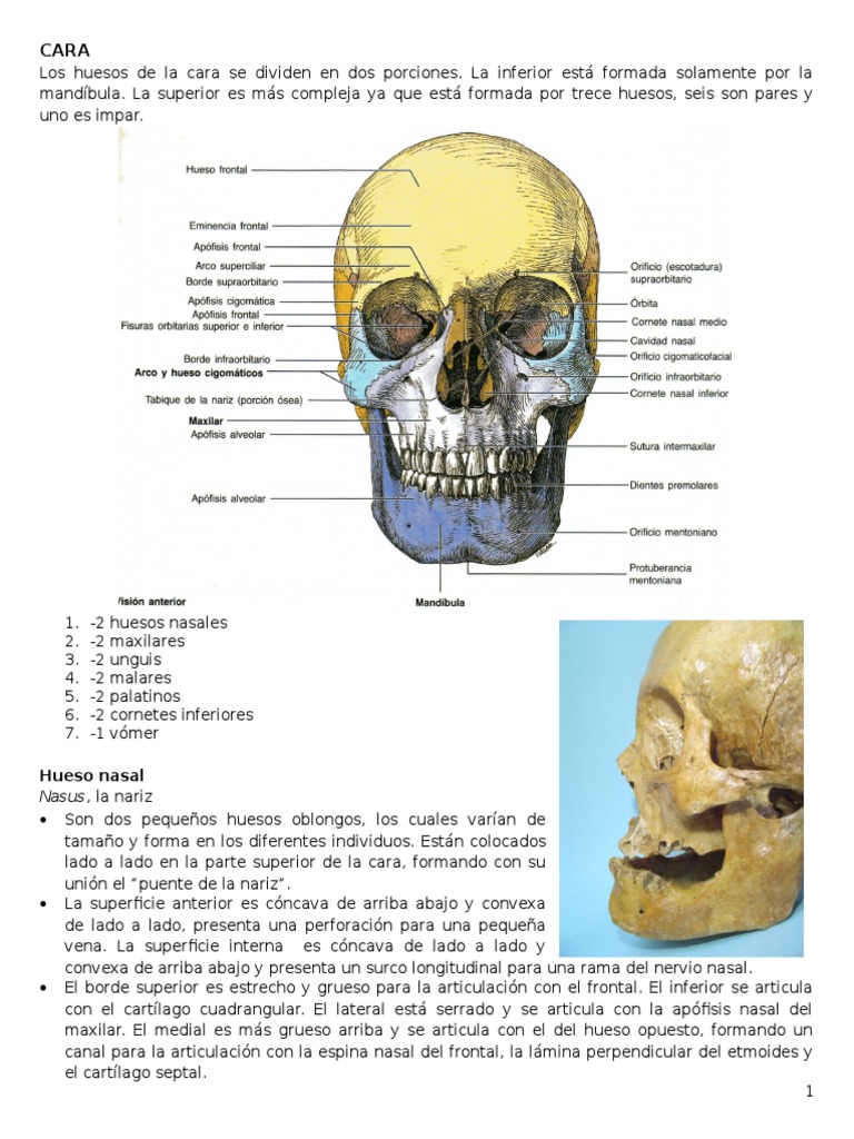 Huesos de la cara: estructura y características de los principales ...