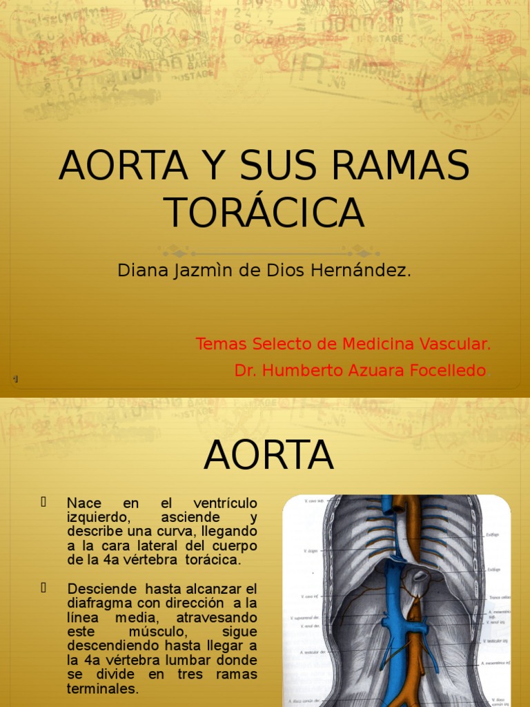 Aorta y Sus Ramas Toracicas | PDF | Aorta | Tórax (anatomía humana)