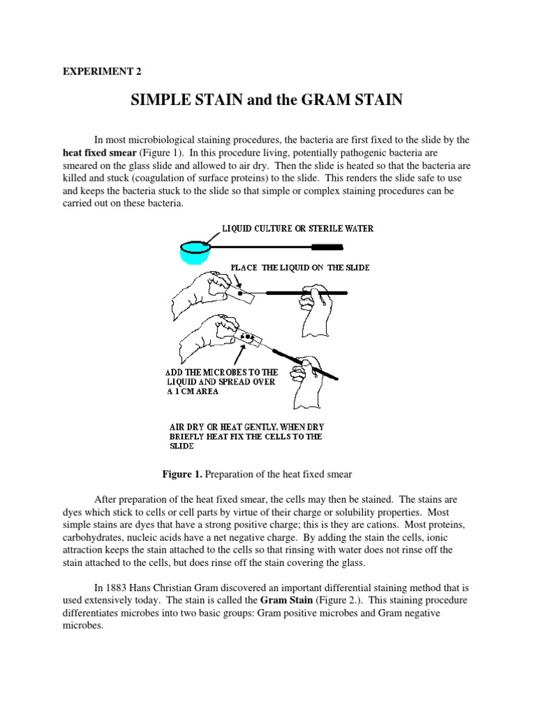 Simple Stain and The Gram Stain: Experiment 2 | PDF | Staining | Gram ...