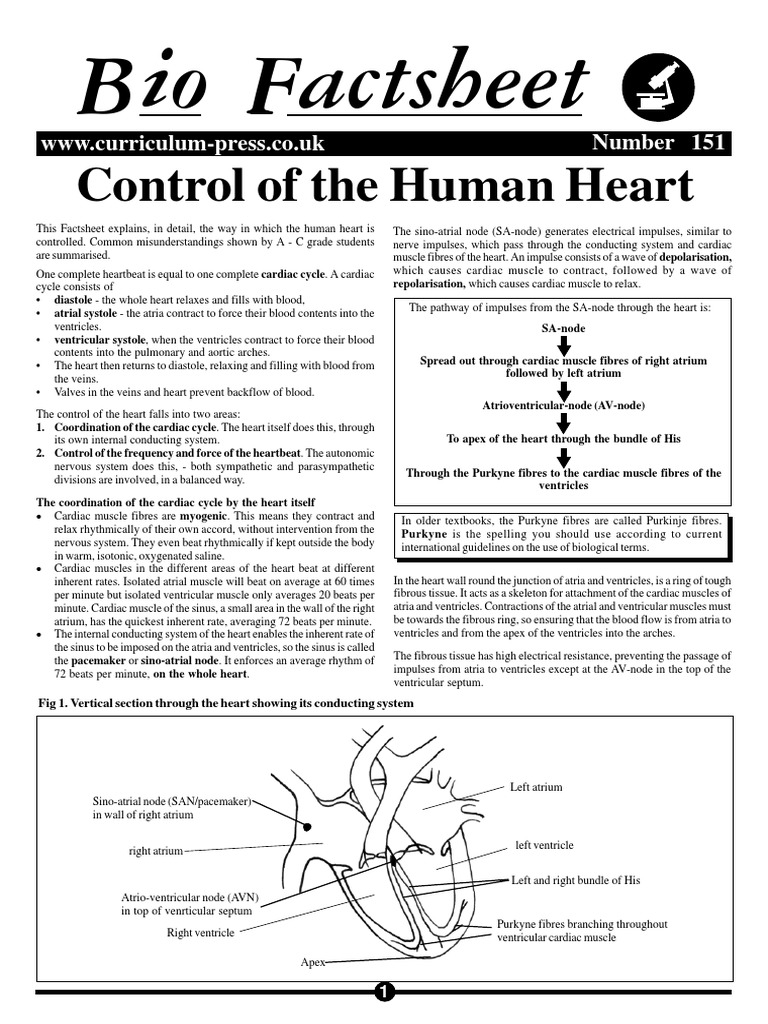 Heart | PDF | Atrium (Heart) | Heart