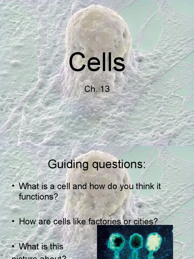 Cells 6th grade | Prokaryote | Cell (Biology)