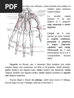 Anatomia Oaselor Mainii