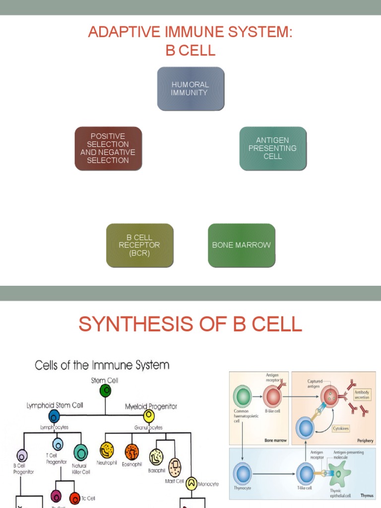 Adaptive Immune System: B Cell: Humoral Immunity | PDF | Self-Improvement