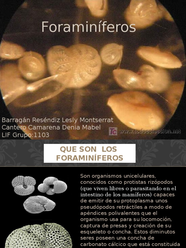 Foraminiferos | Naturaleza | Ciencias de la tierra y de la vida