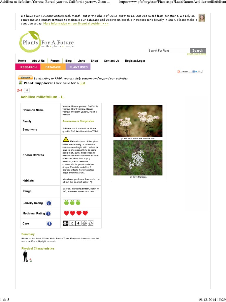 Achillea Millefolium Yarrow, Boreal Yarrow, California Yarrow, Giant ...