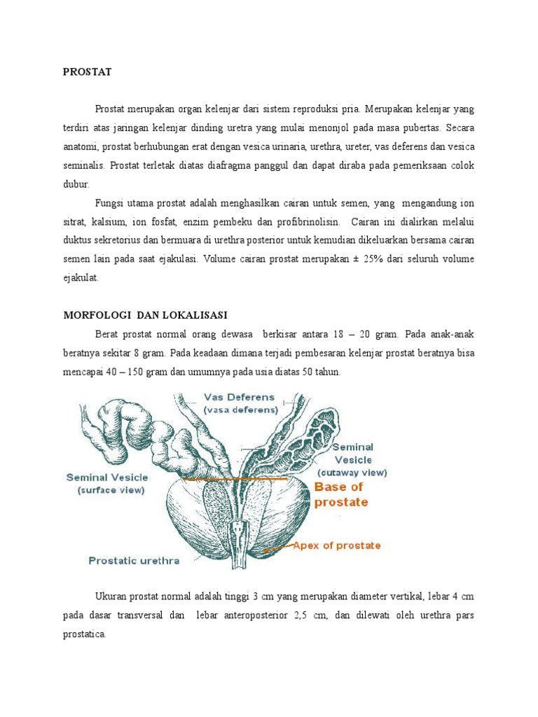 Anatomi Prostat | PDF
