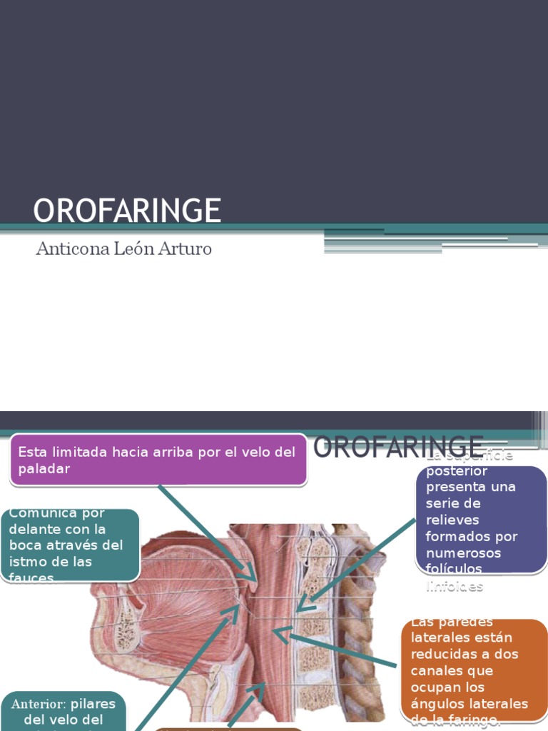 OROFARINGE | PDF