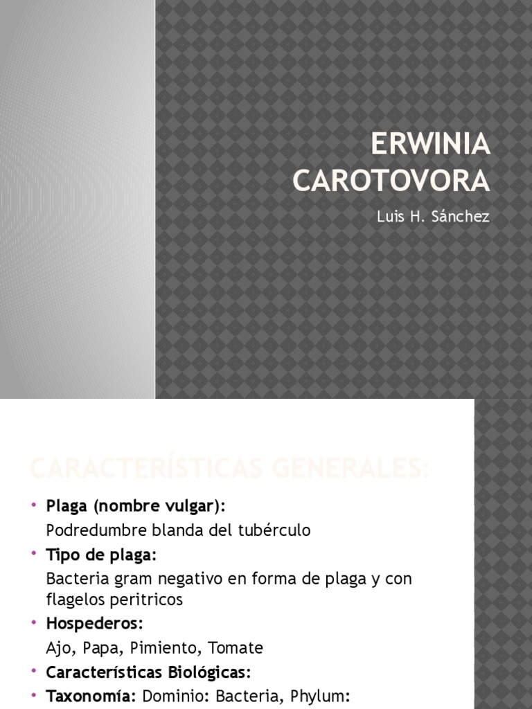 Erwinia carotovora: Características y Daños | PDF