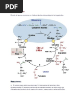 Enzima Invertasa | PDF | Sacarosa | Química