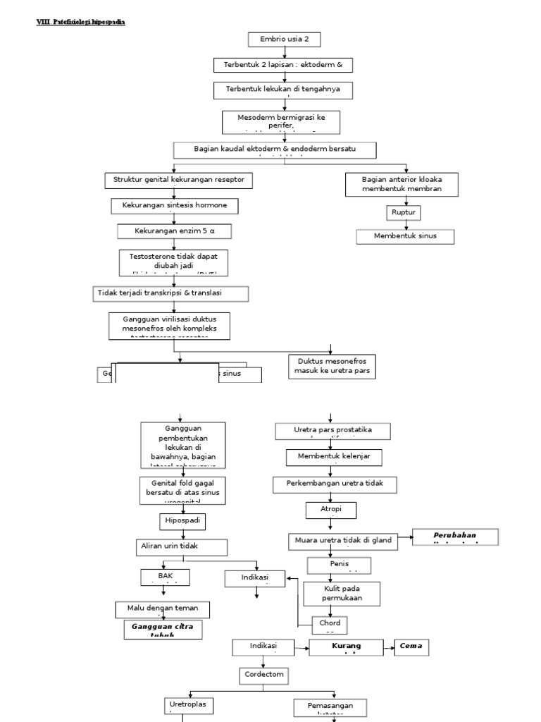 Pathway Hipospadia | PDF