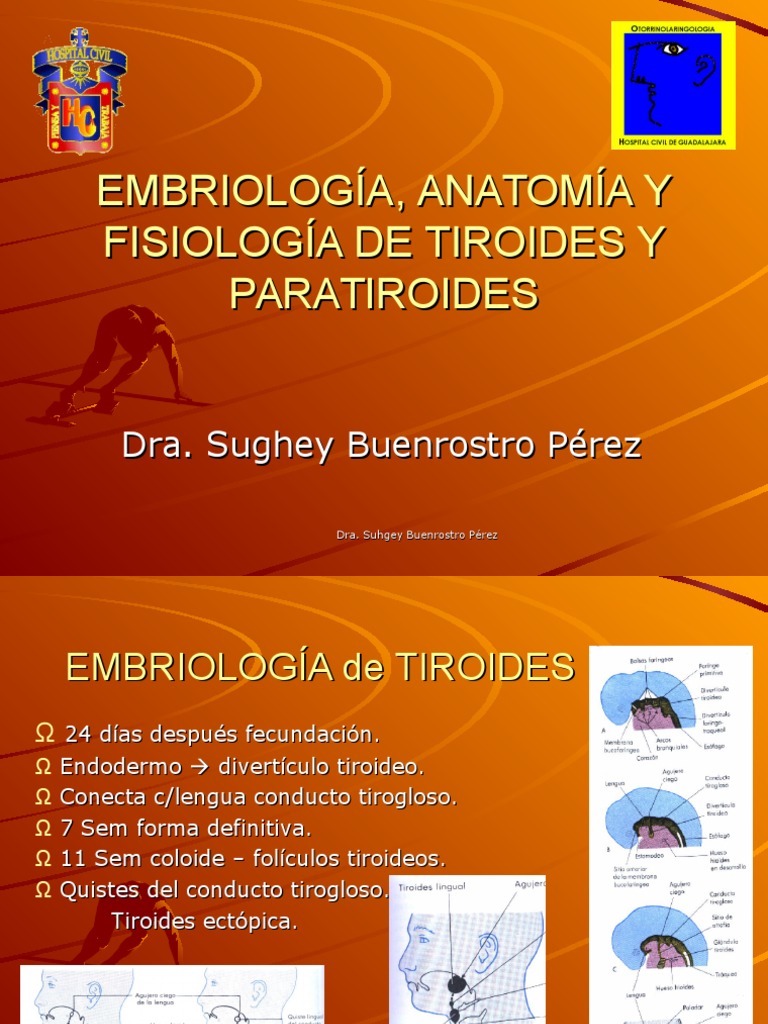 Embriología de Tiroides | PDF | Tiroides | Calcio