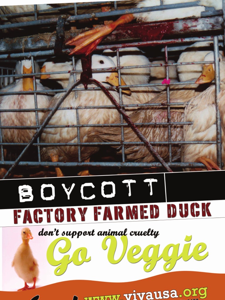 Don't Eat Duck (Poster) | PDF