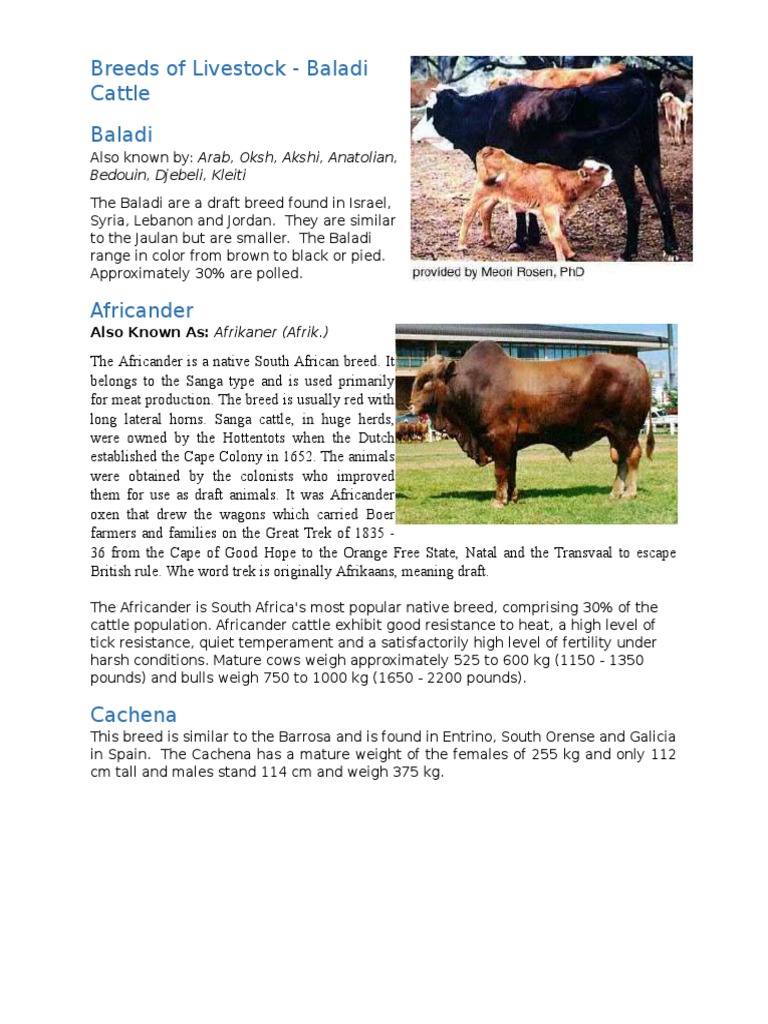 Breeds of Livestock | PDF | Goat | Ethnobiology