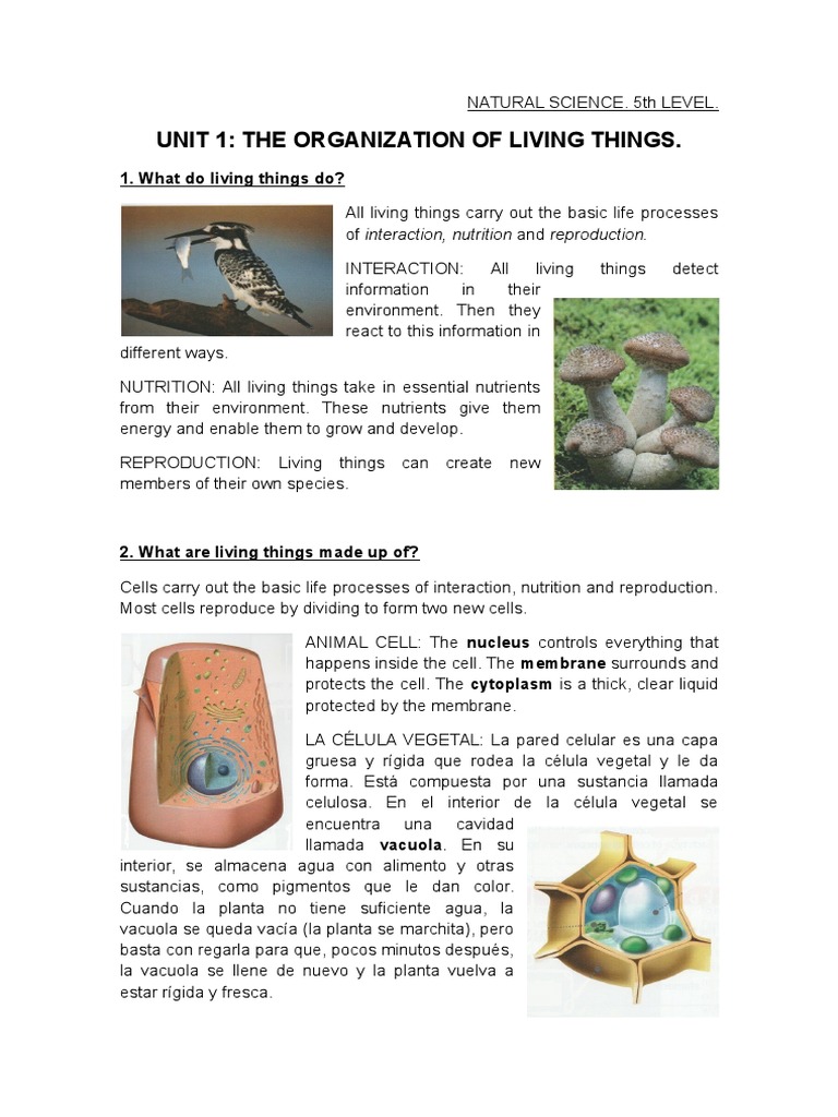 Organization of Living Things Explained | PDF