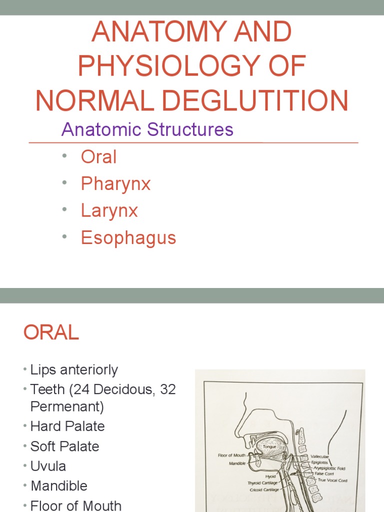 Anatomy and Physiology of Normal Deglutition | PDF | Larynx | Tongue