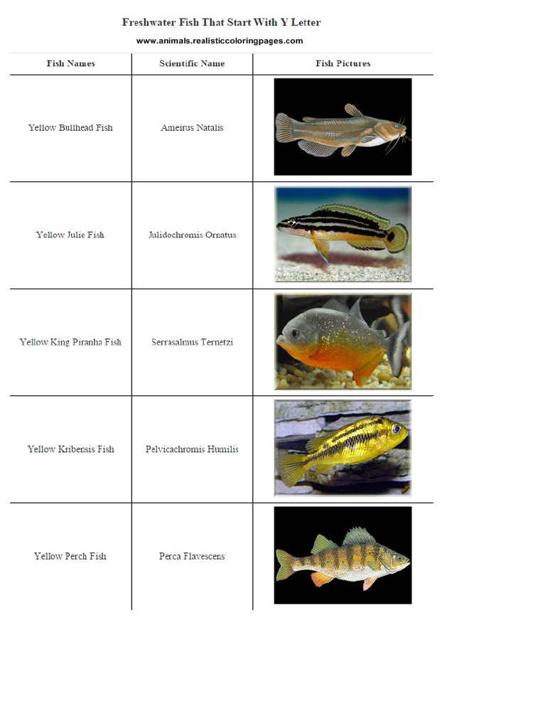 List of Freshwater Fish Beginning With Y | PDF | Fish | Fish And Humans