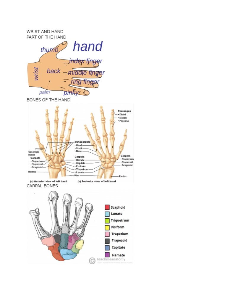 Anatomy of Wrist and Hand | PDF | Thumb | Hand