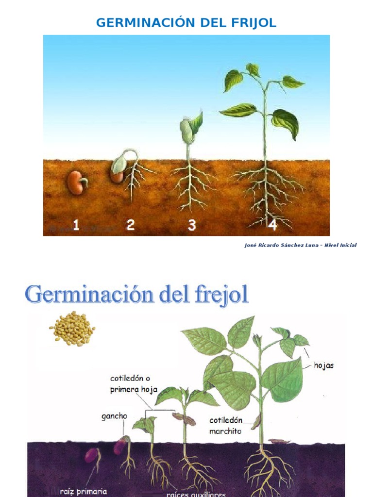 Proceso De Germinacion Del Frijol Técnicas Para Evaluar Germinación,