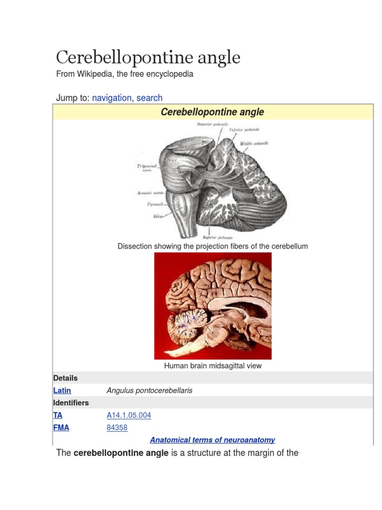 Cerebellopontine Angle Diagram