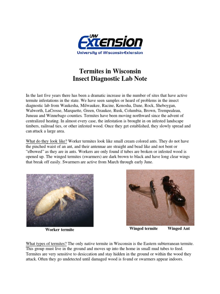 Termites in Wisconsin, A UW Report and FHA Financing | PDF | Real ...