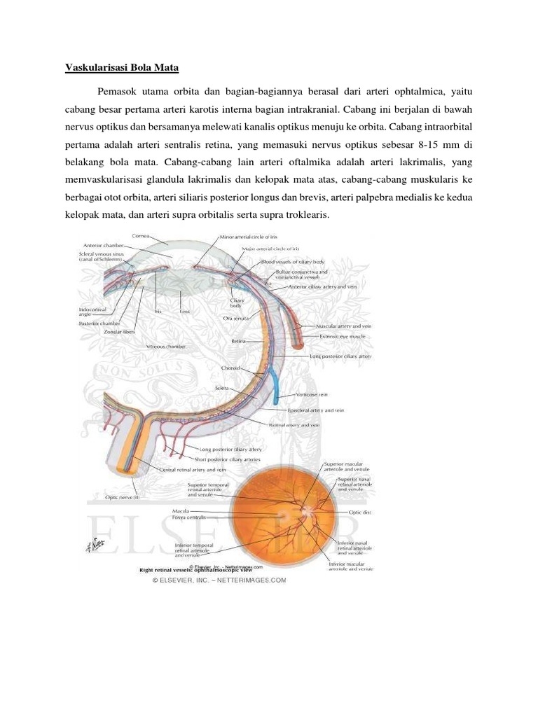 Vaskularisasi Bola Mata dan Anatomi | PDF