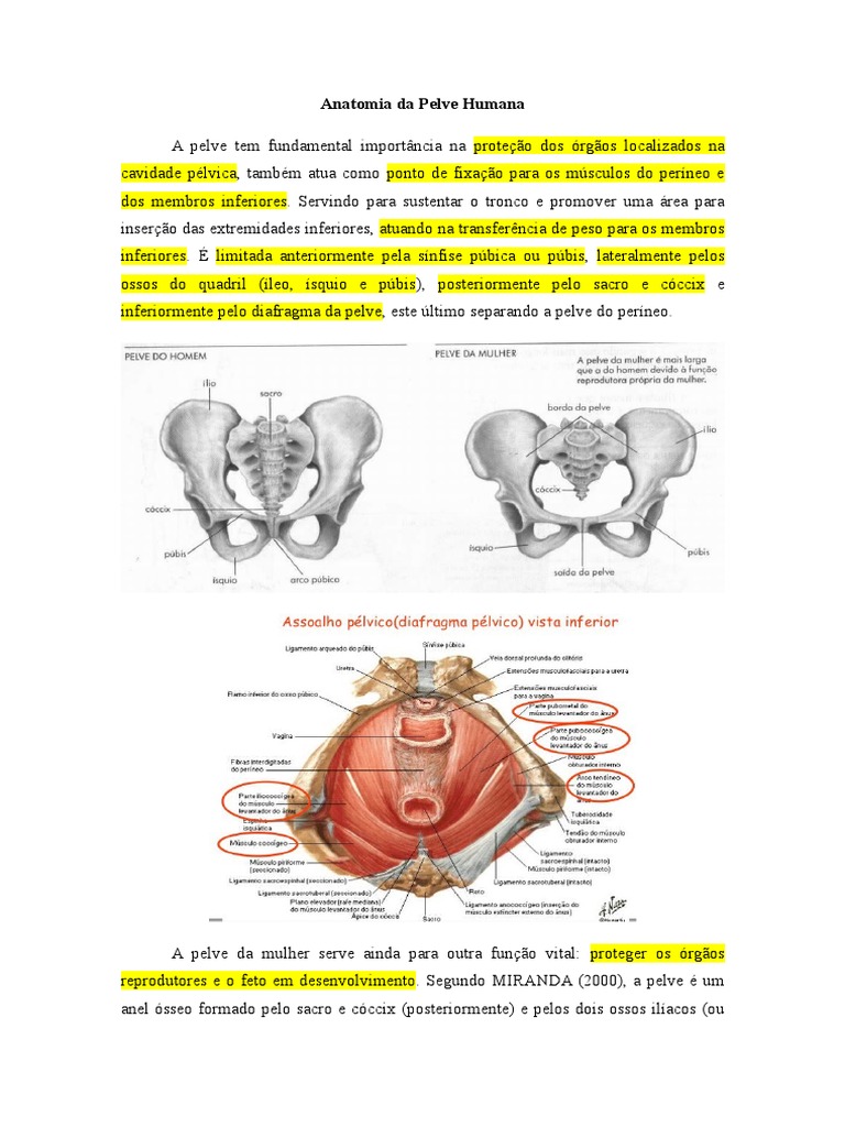 Anatomia do Assoalho Pélvico Feminino | PDF | Pélvis | Dor