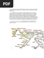 Anatomía del Gato: Estructura y Funciones | PDF | Gatos | Esqueleto
