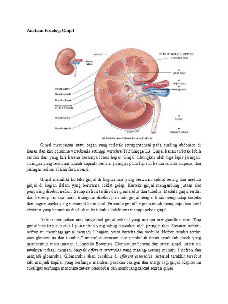 Anatomi Fisiologi Ginjal | PDF