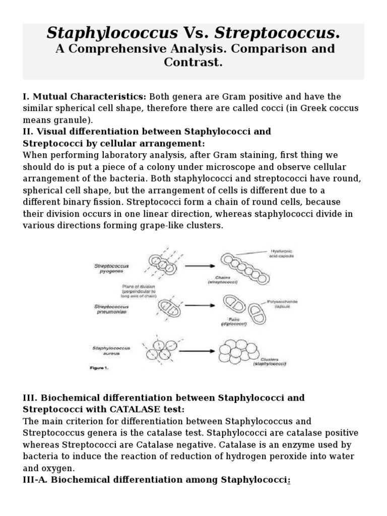 Staphylococcus vs,Streptococcus | Staphylococcus | Streptococcus