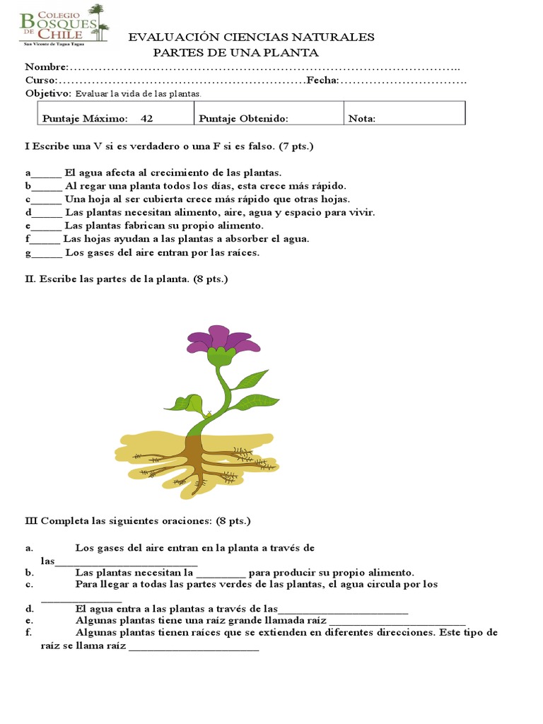 Oraciones sobre las plantas para niños | PDF | Ciencia y matemáticas