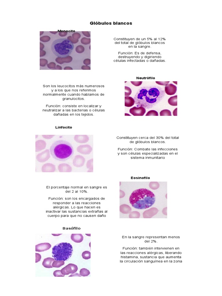 Glóbulos Blancos | PDF