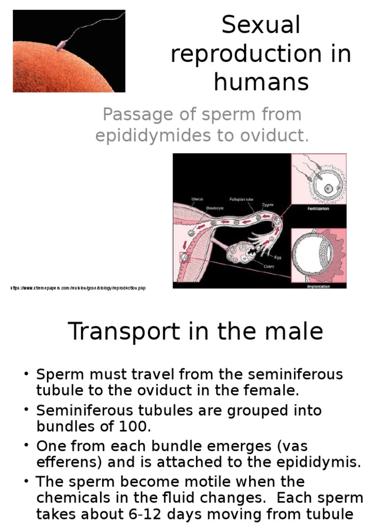 Sexual Reproduction In Humans Images